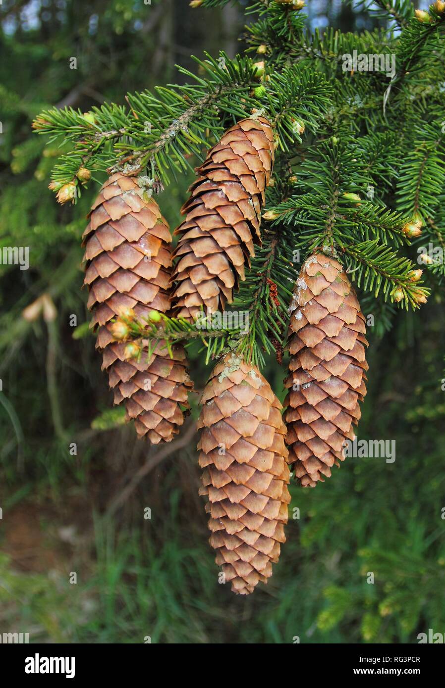 Spruce tree with cones. Picea tree in spring season Stock Photo - Alamy