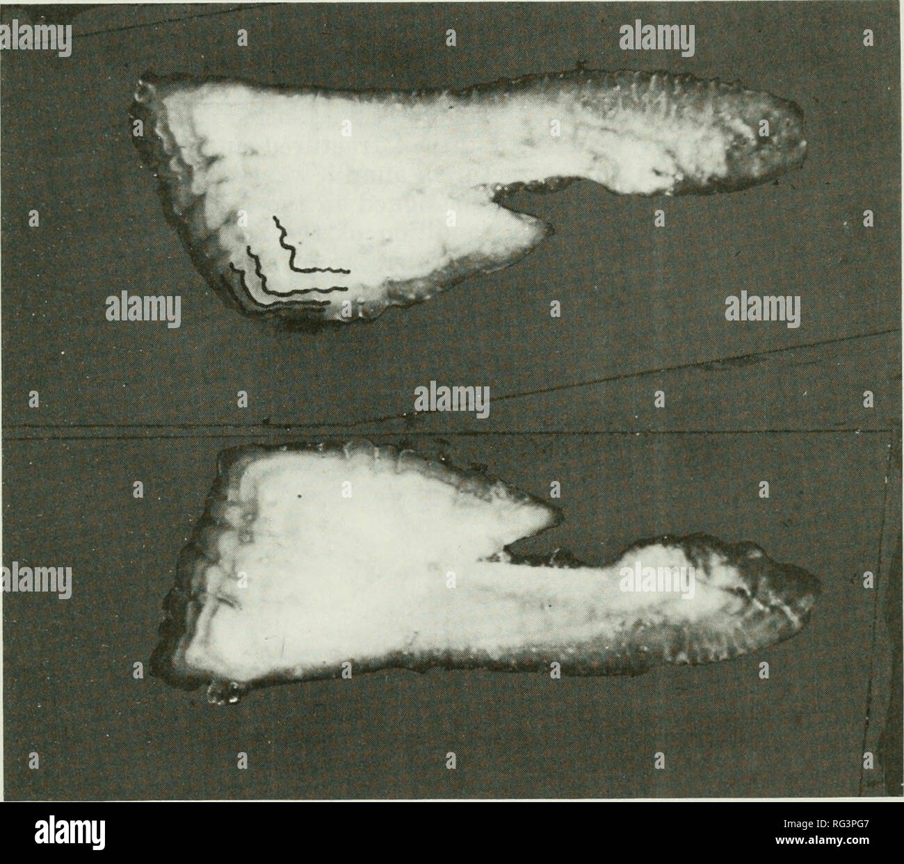 Otoliths fish hi-res stock photography and images - Alamy