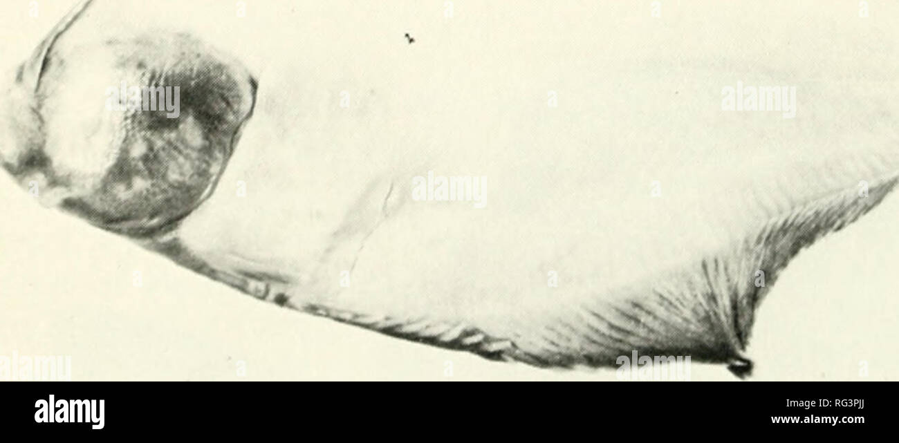 Meristic hi-res stock photography and images - Alamy