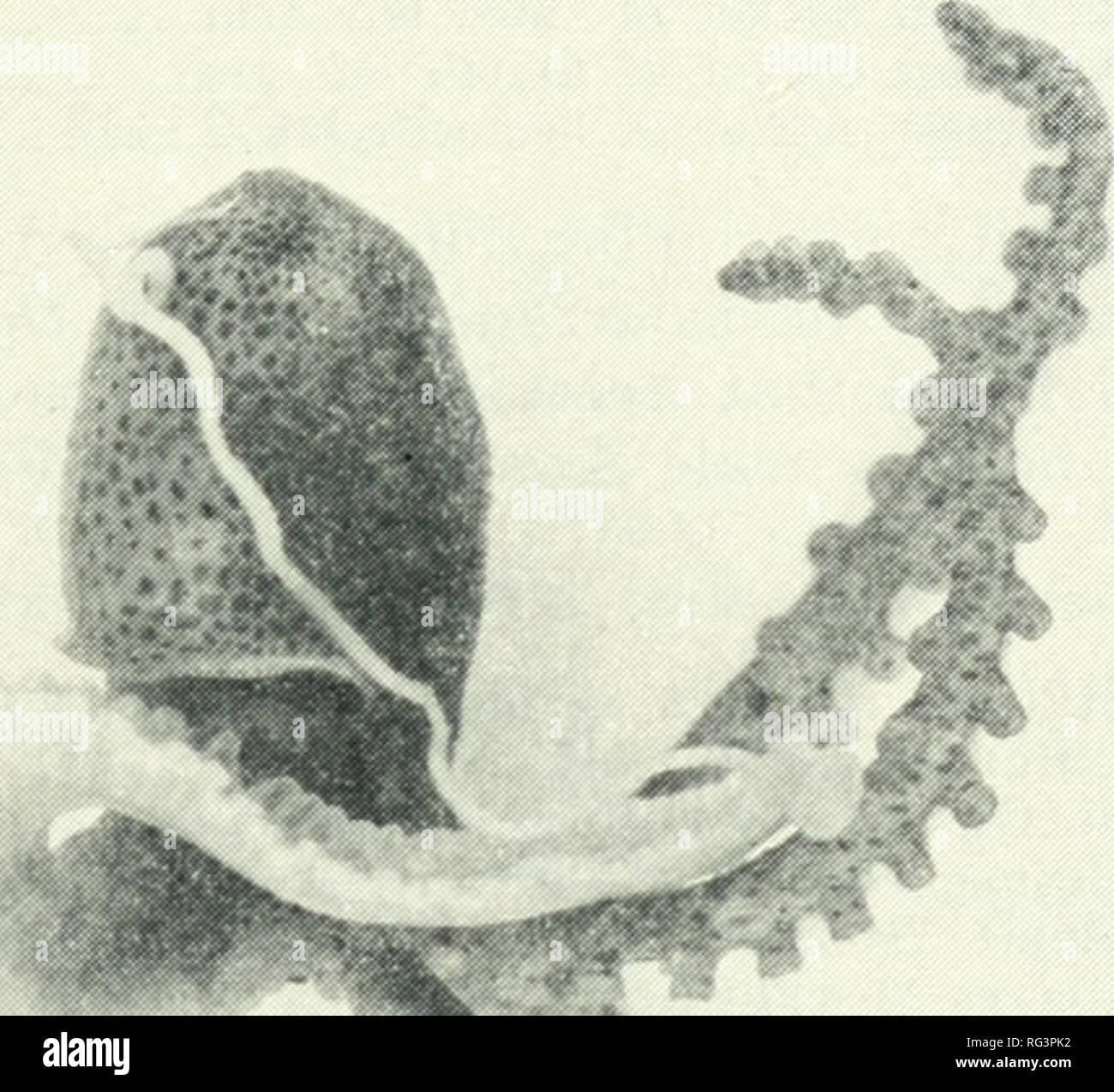 Octopus sperm hi-res stock photography and images - Alamy