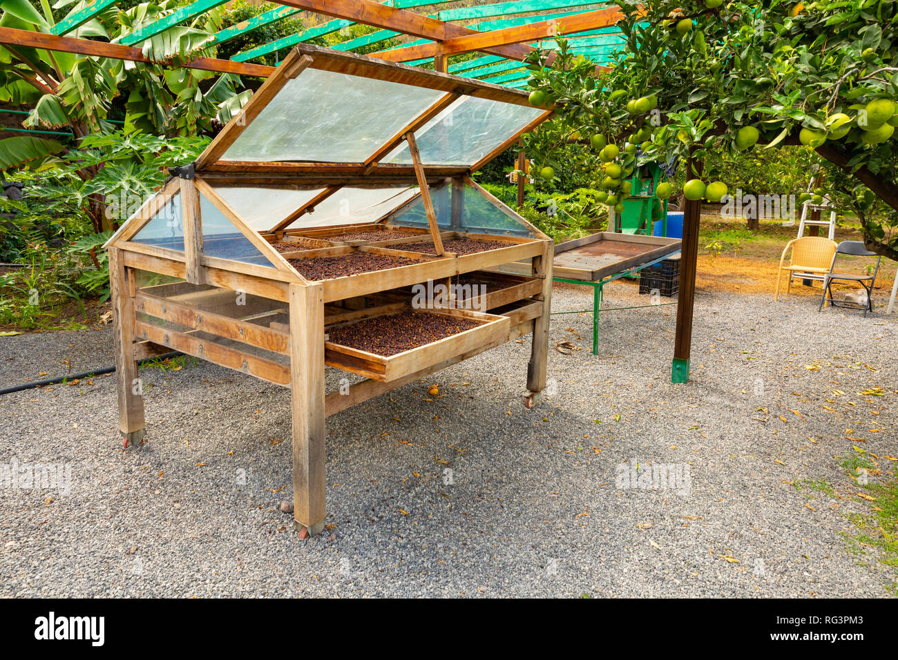 Organic Coffee Beans Drying In Crates in Plantation Stock Photo - Alamy