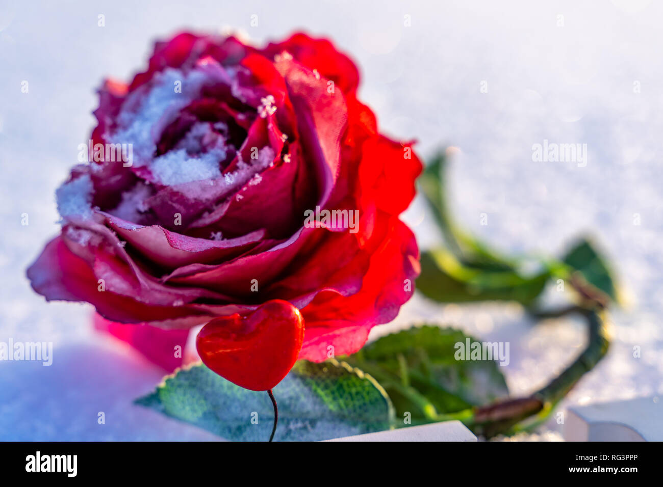 Red Roses In The Snow High Resolution Stock Photography and Images - Alamy
