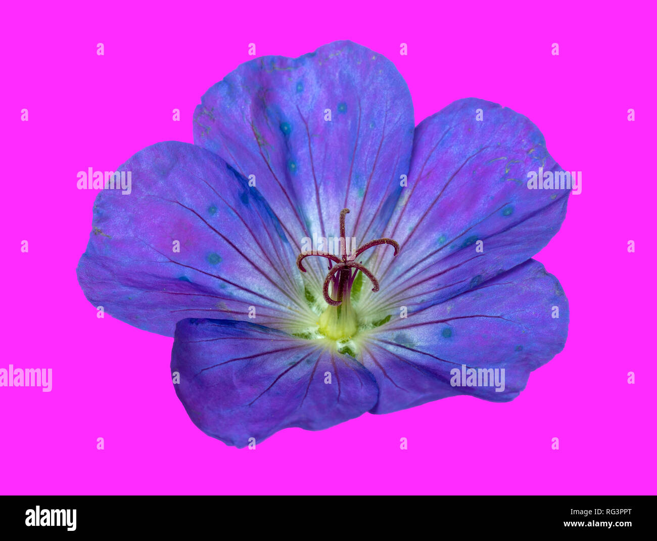 Geranium painting hi-res stock photography and images - Alamy