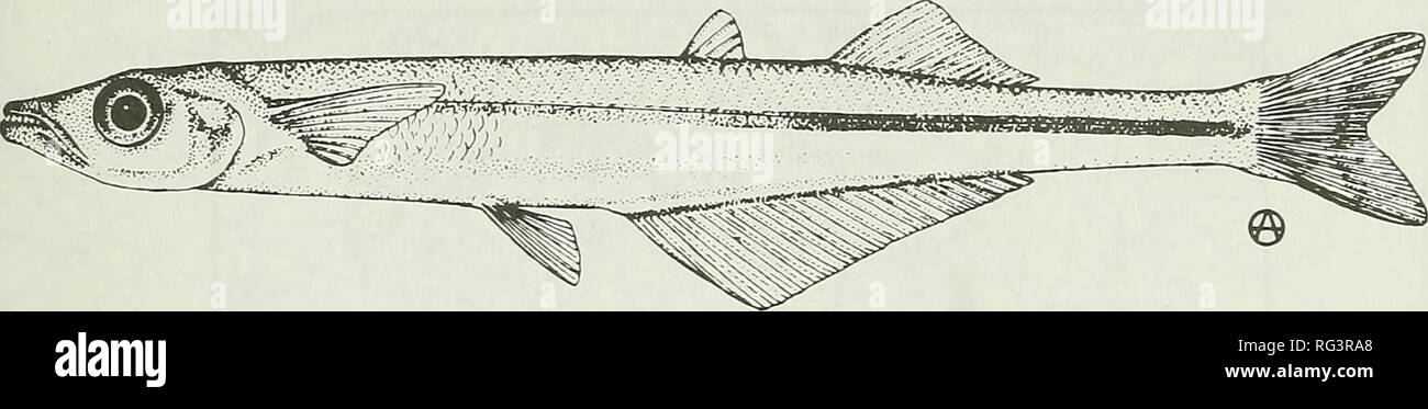 Silverside gulf hi-res stock photography and images - Alamy