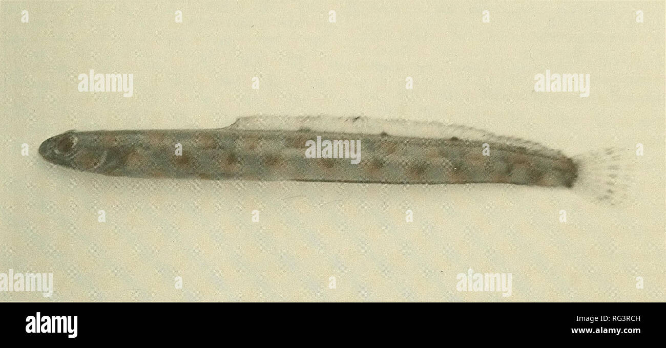 . The Canadian field-naturalist. 1992 Campbell: Status of the Y ...