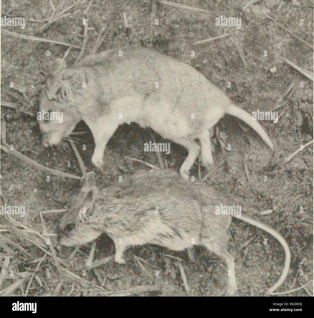 . The Canadian field-naturalist. 1991 Wrigley, Dubois, and Copland ...