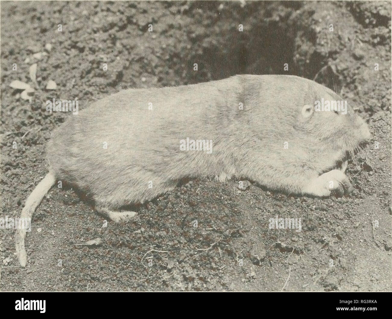 Plains pocket gopher hi-res stock photography and images - Alamy