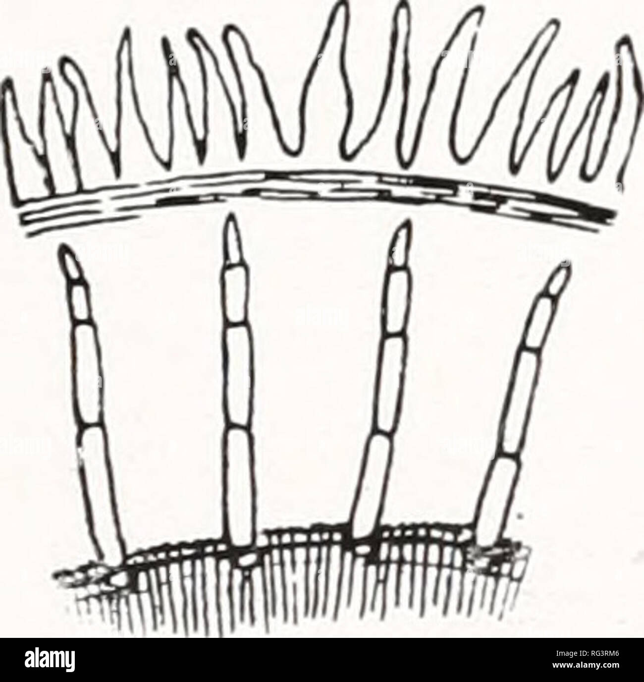 . The Canadian field-naturalist. Fig. 2. Argulus piperatus: first and ...