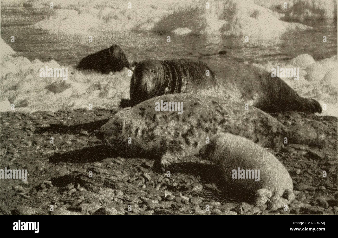 Canadian seal hunt hi-res stock photography and images - Alamy