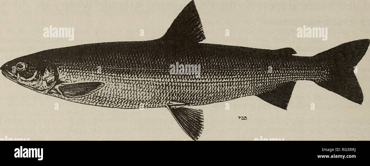 Developed gill rakers hi-res stock photography and images - Alamy