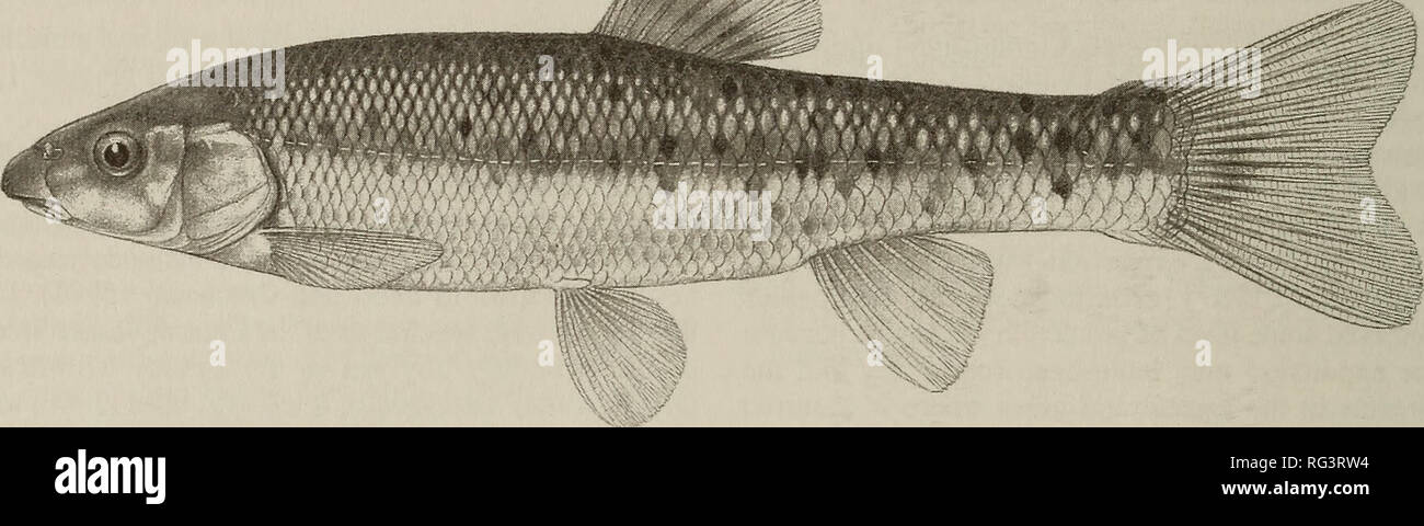 Largescale Stoneroller