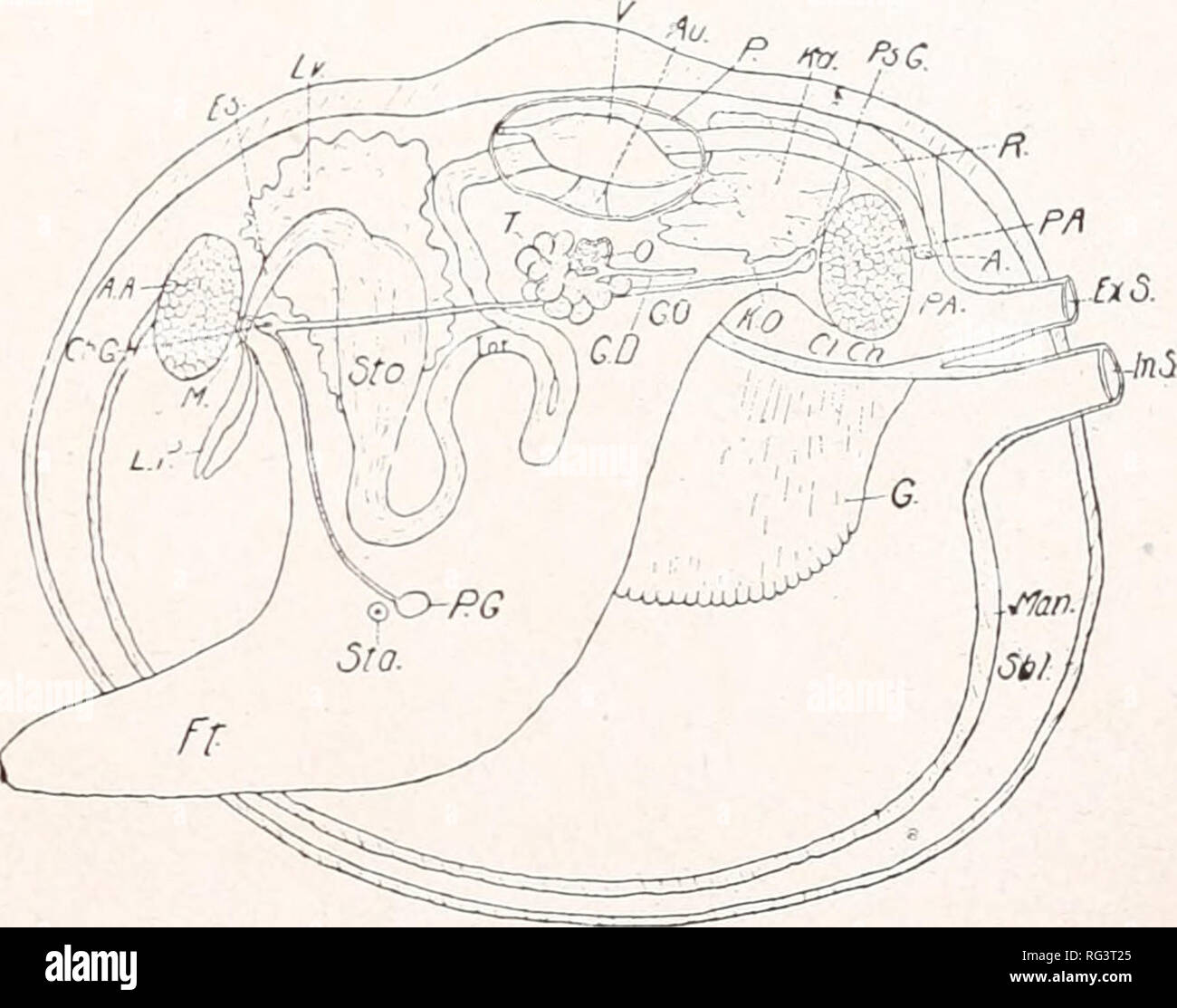 Sphaerium hi-res stock photography and images - Alamy
