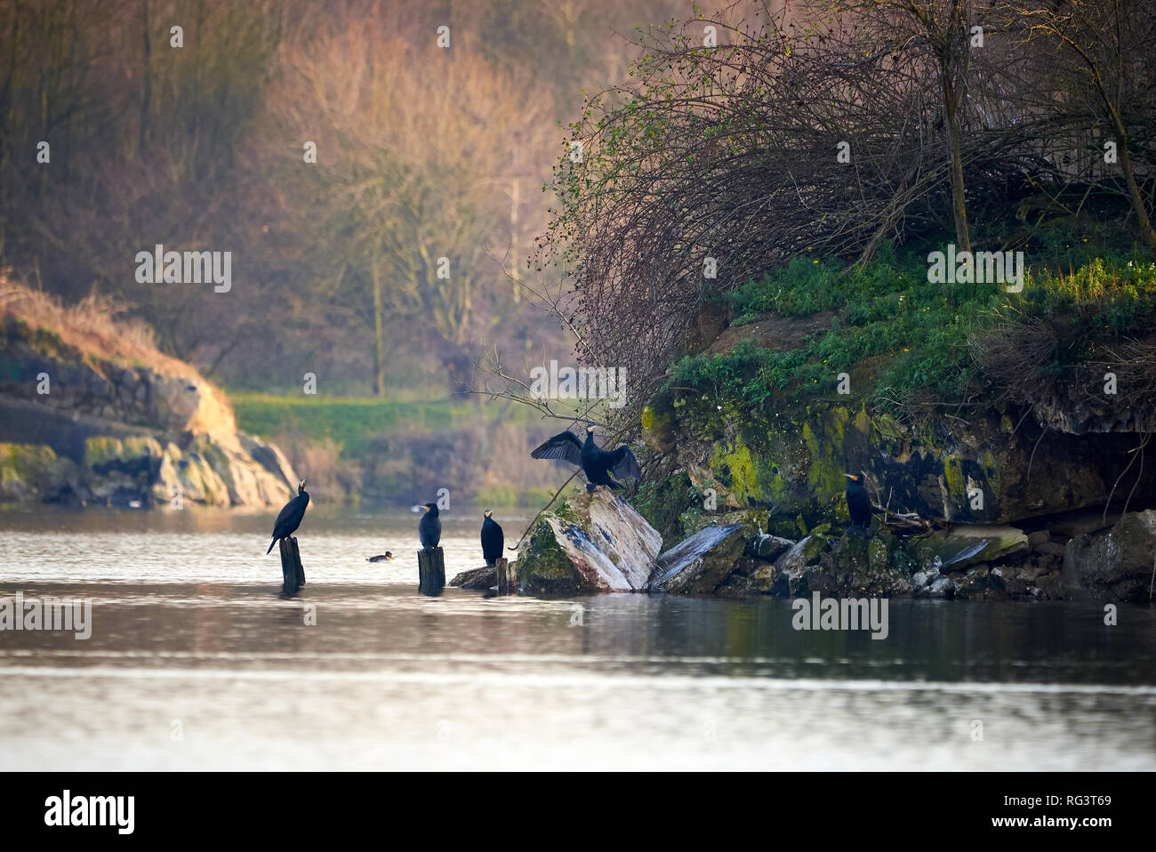 A group of Great Cormorant Birds (Phalacrocorax carbo Stock Photo - Alamy