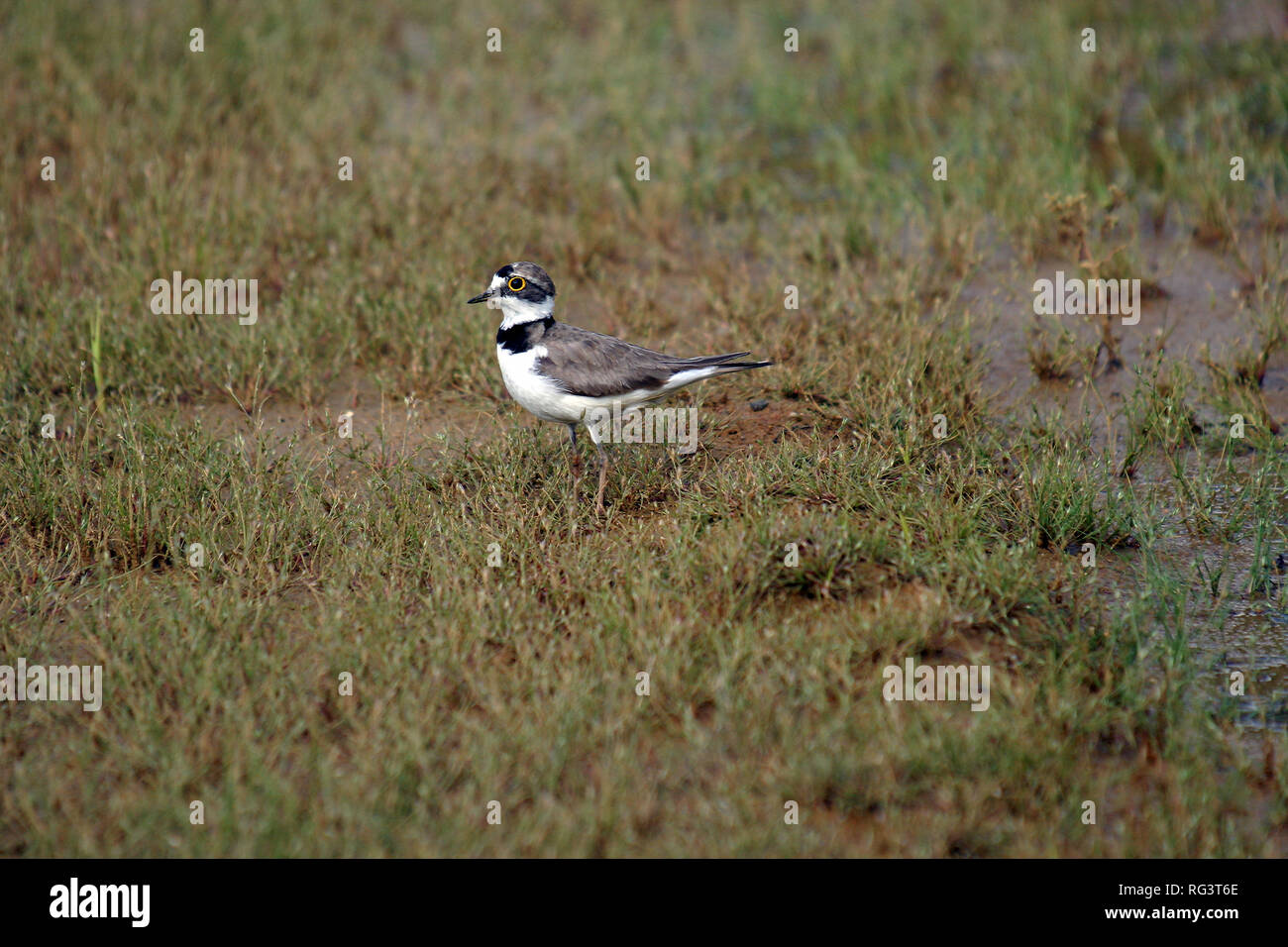 Little Ringed Plover Stock Photo - Alamy