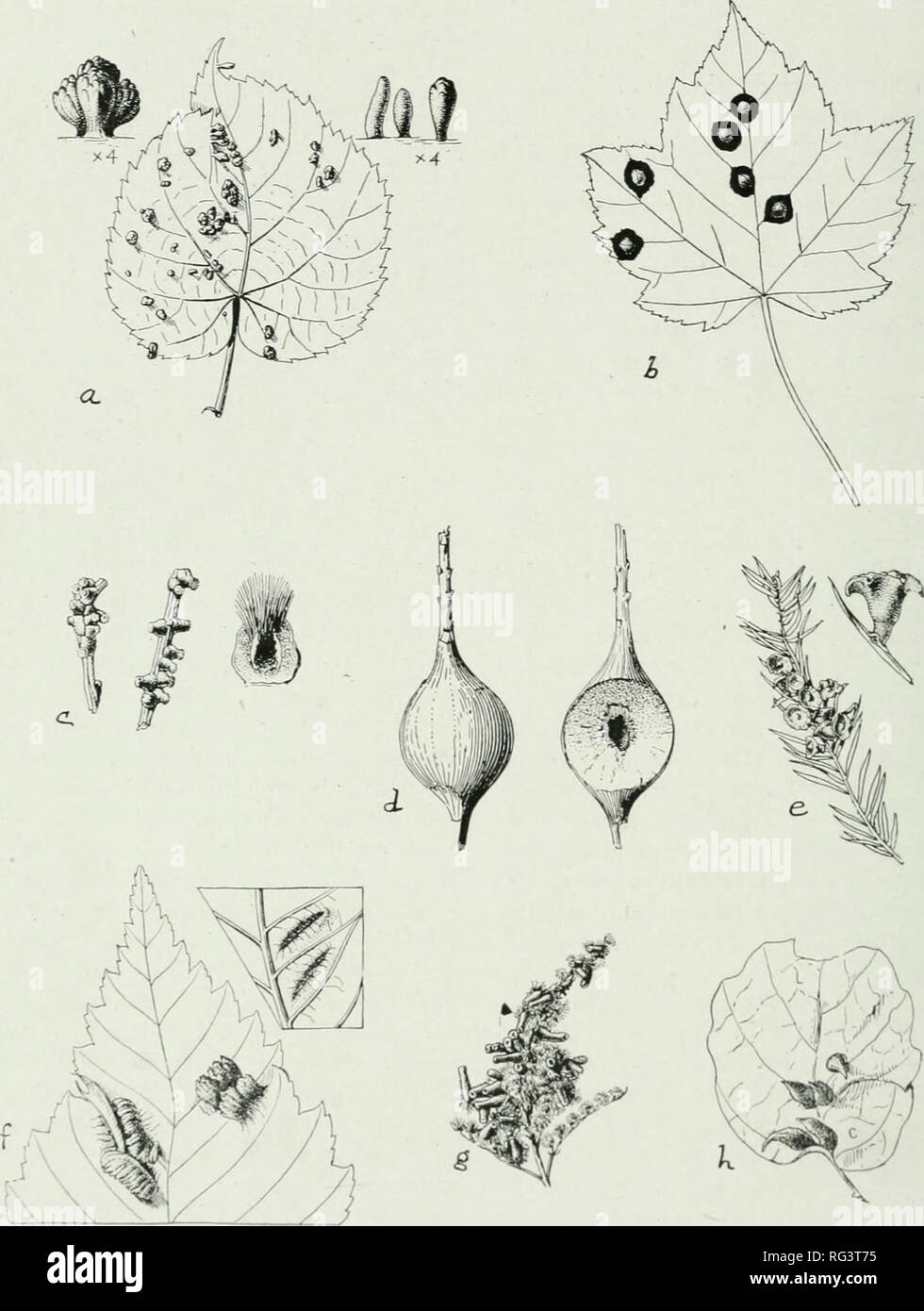 Galls on a maple hi-res stock photography and images - Alamy