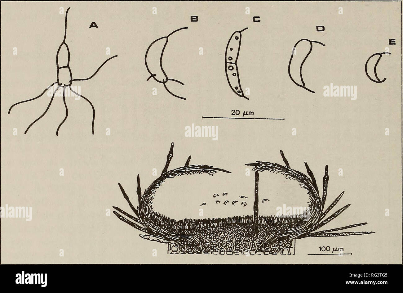 . The Canadian field-naturalist. Natural history. 38 The Canadian Field ...