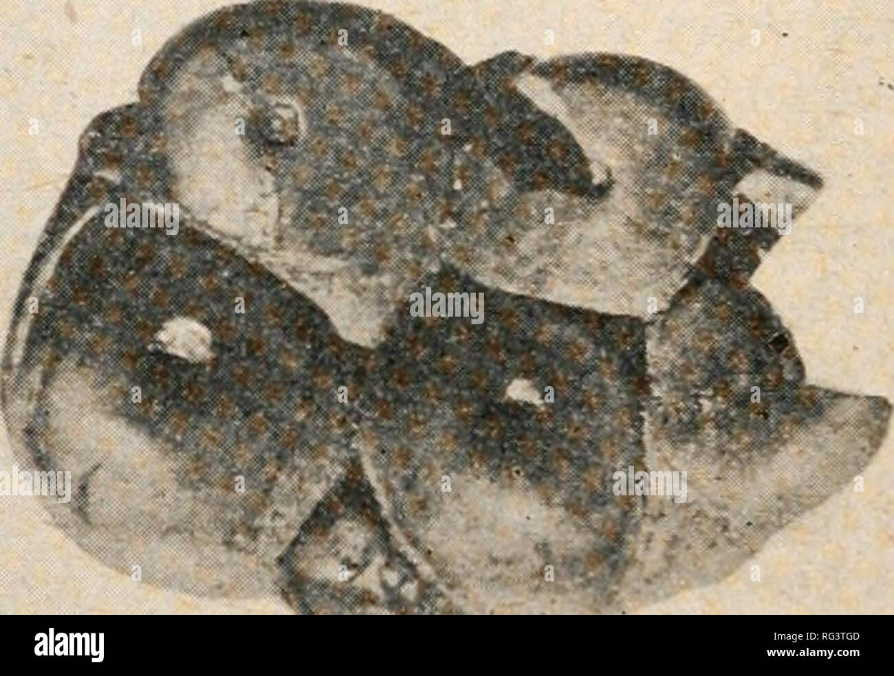 . The Canadian field-naturalist. B. B Fig. la. Side and crown views of ...