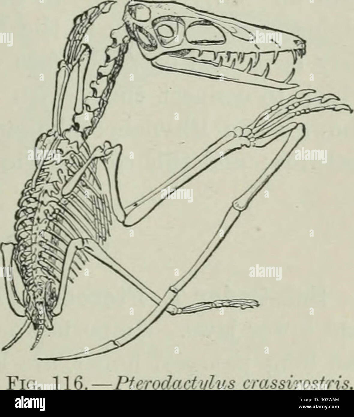 . The Cambridge natural history. Zoology. SKELETON 485 and extend ...
