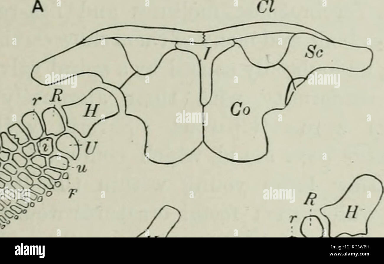 . The Cambridge natural history. Zoology. SKELETON 481 between them ...