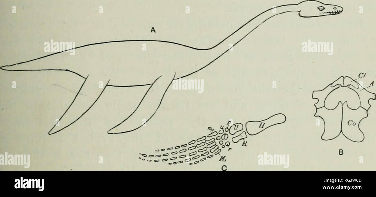 . The Cambridge natural history. Zoology. SKELETON 475 ventral surface ...