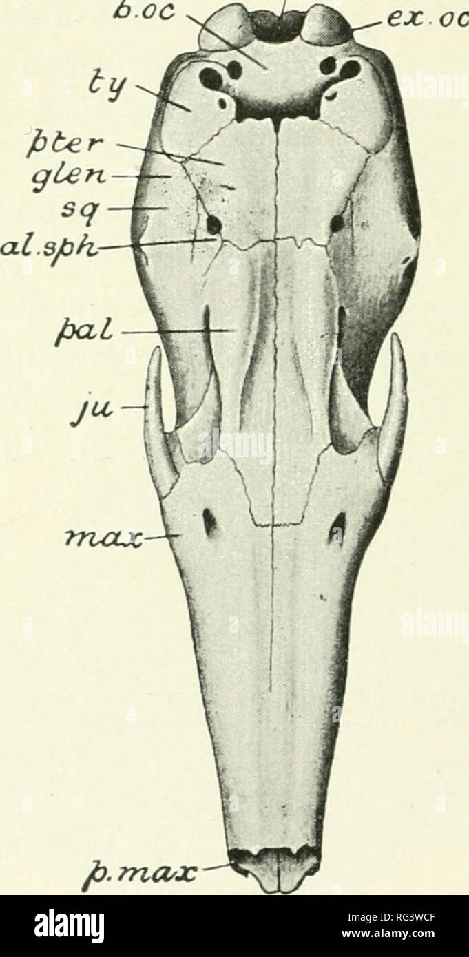 . The Cambridge natural history. Zoology. i68 OSTEOLOGY OF ANTEATERS ...