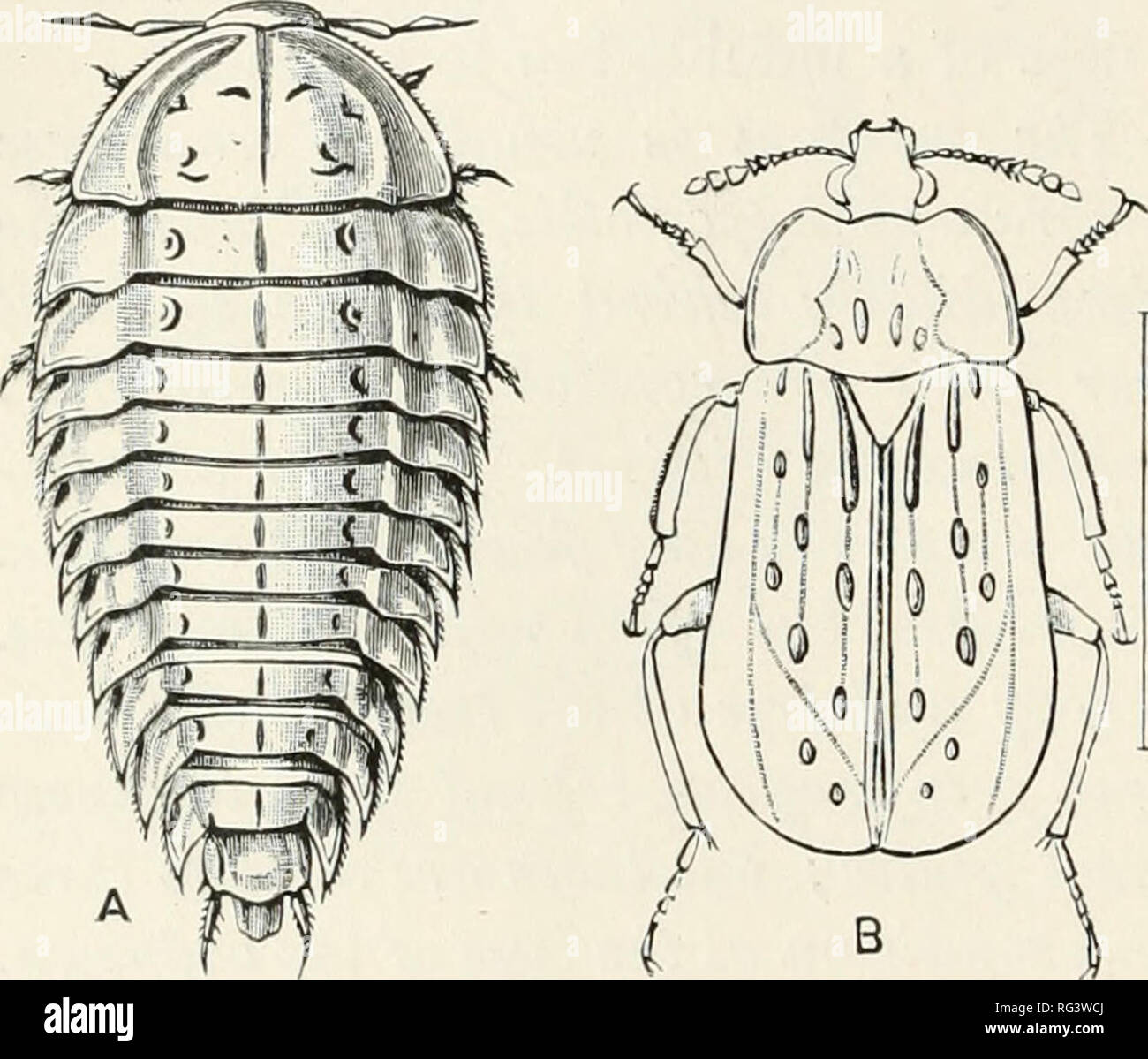 . The Cambridge natural history. Zoology. 222 COLEOPTERA Those of the ...
