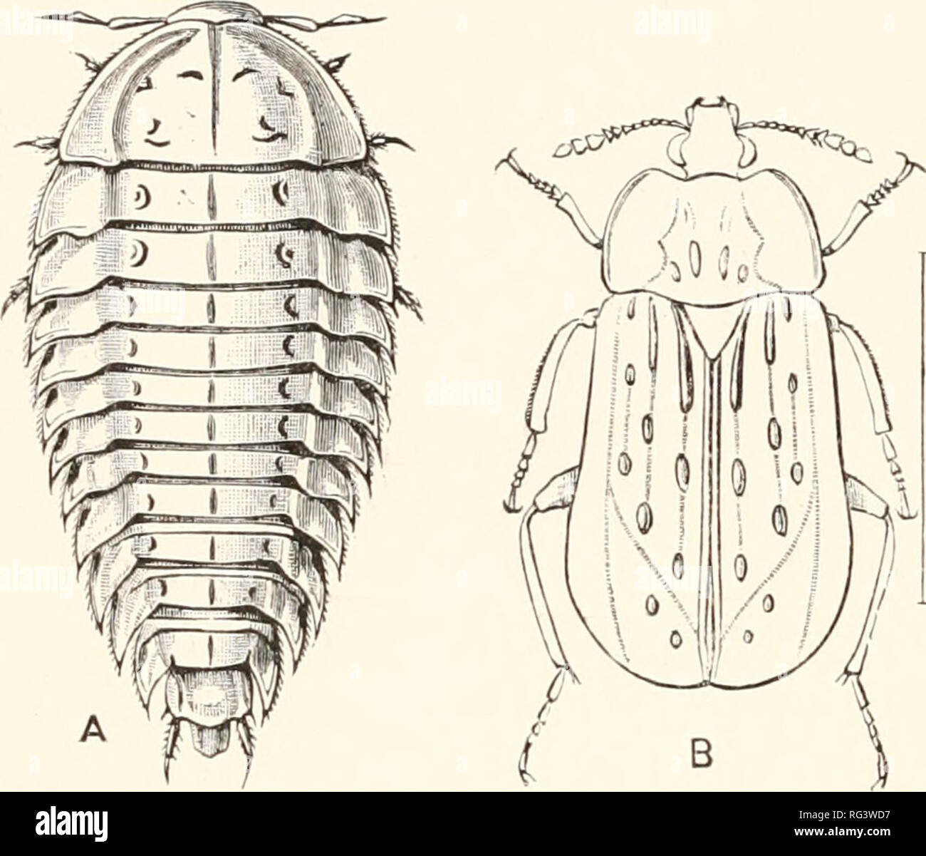 . The Cambridge natural history. Zoology. 222 COLEOPTERA CHAP. Those of ...