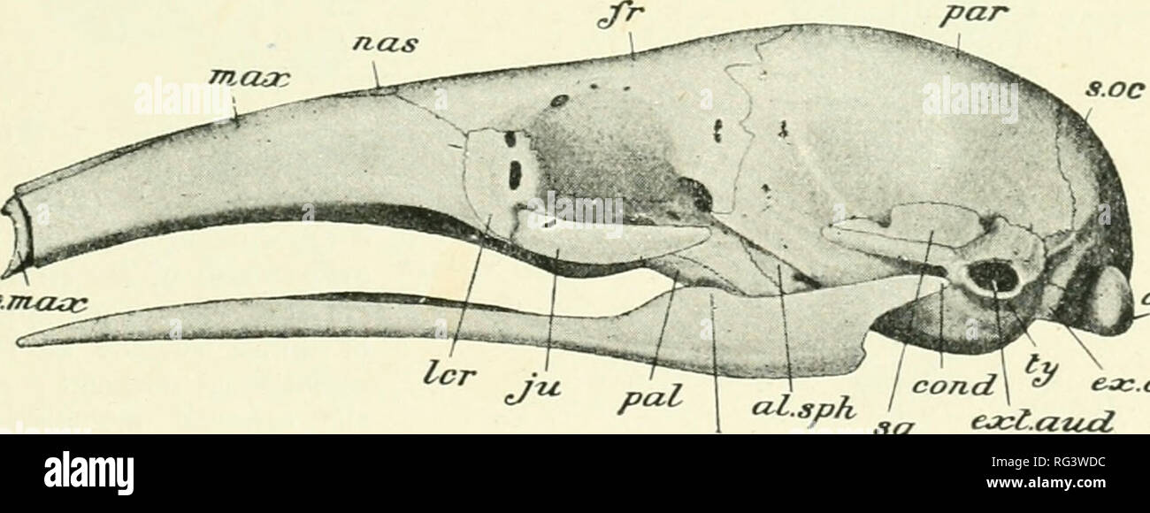 . The Cambridge natural history. Zoology. TAMANDUA AND CYCLOrURUS 167 ...