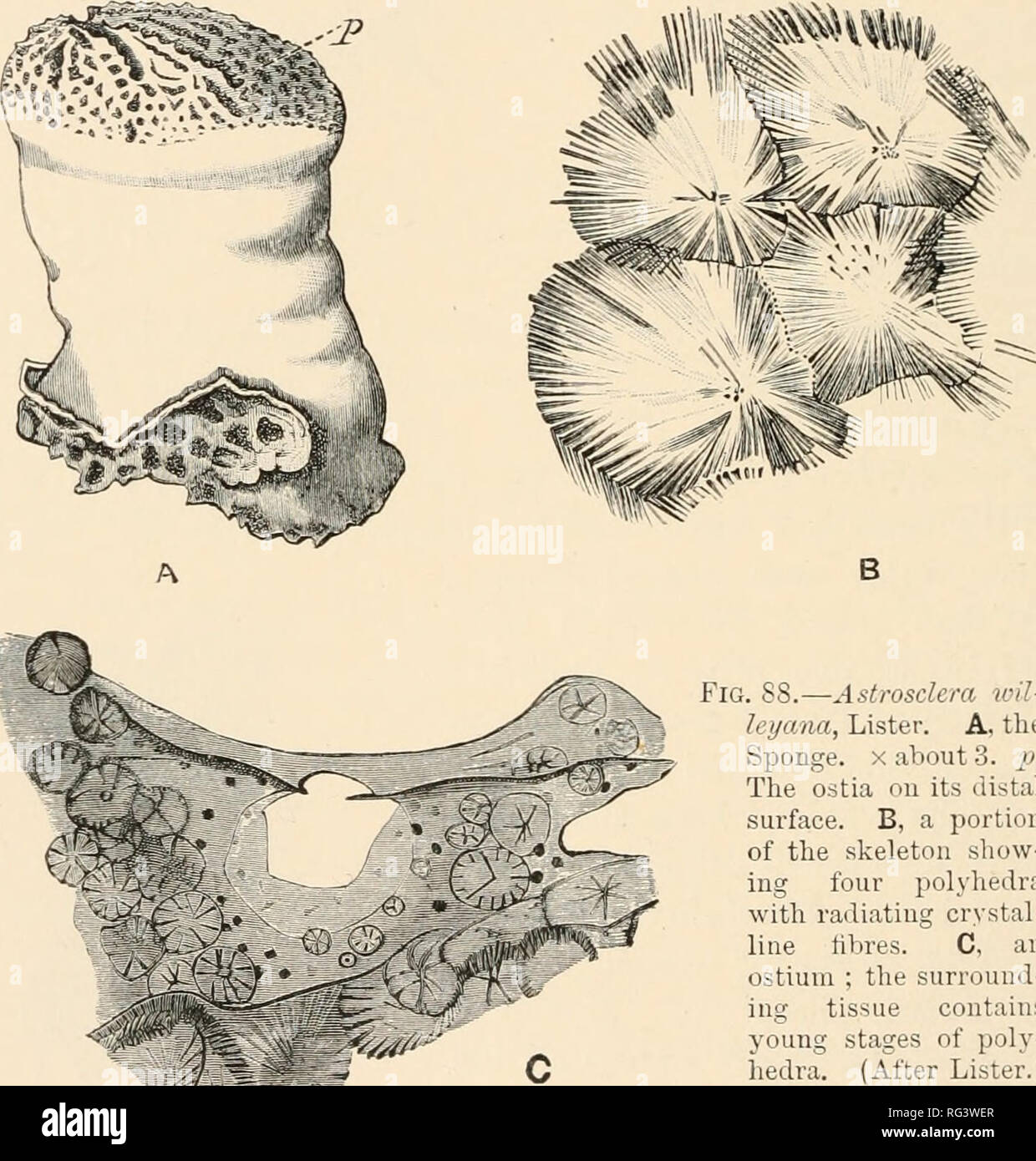 . The Cambridge natural history. Zoology; Zoologia Geral. 194 PORIFERA ...