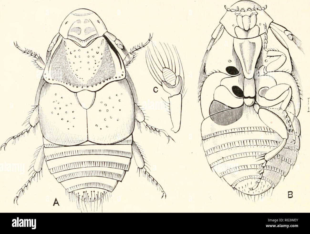 . The Cambridge natural history. Zoology. 22O COLEOPTERA CHAP. the skin ...