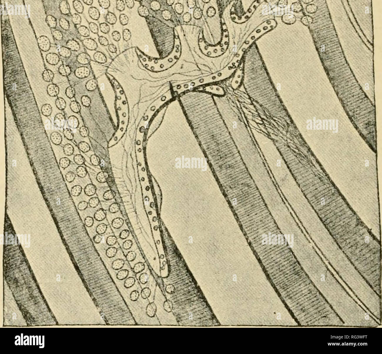 . The Cambridge natural history. Zoology. Mi. Fig. 78.—Branchiostonm ...