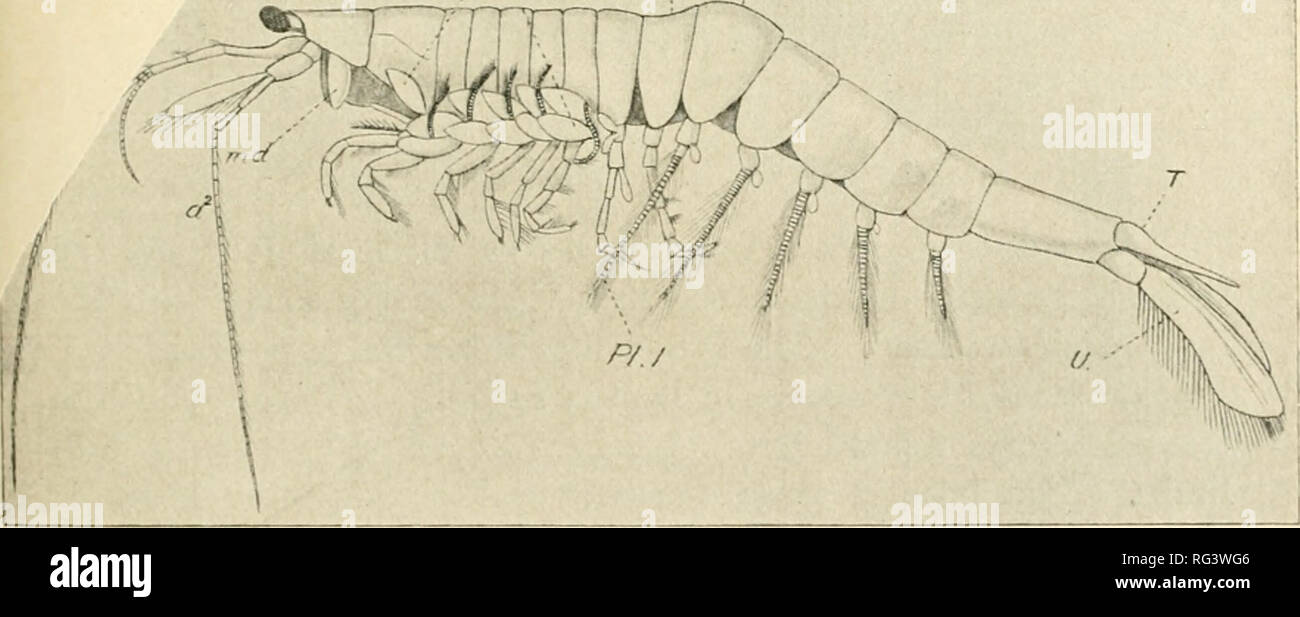 Shrimp male hump hi-res stock photography and images - Alamy
