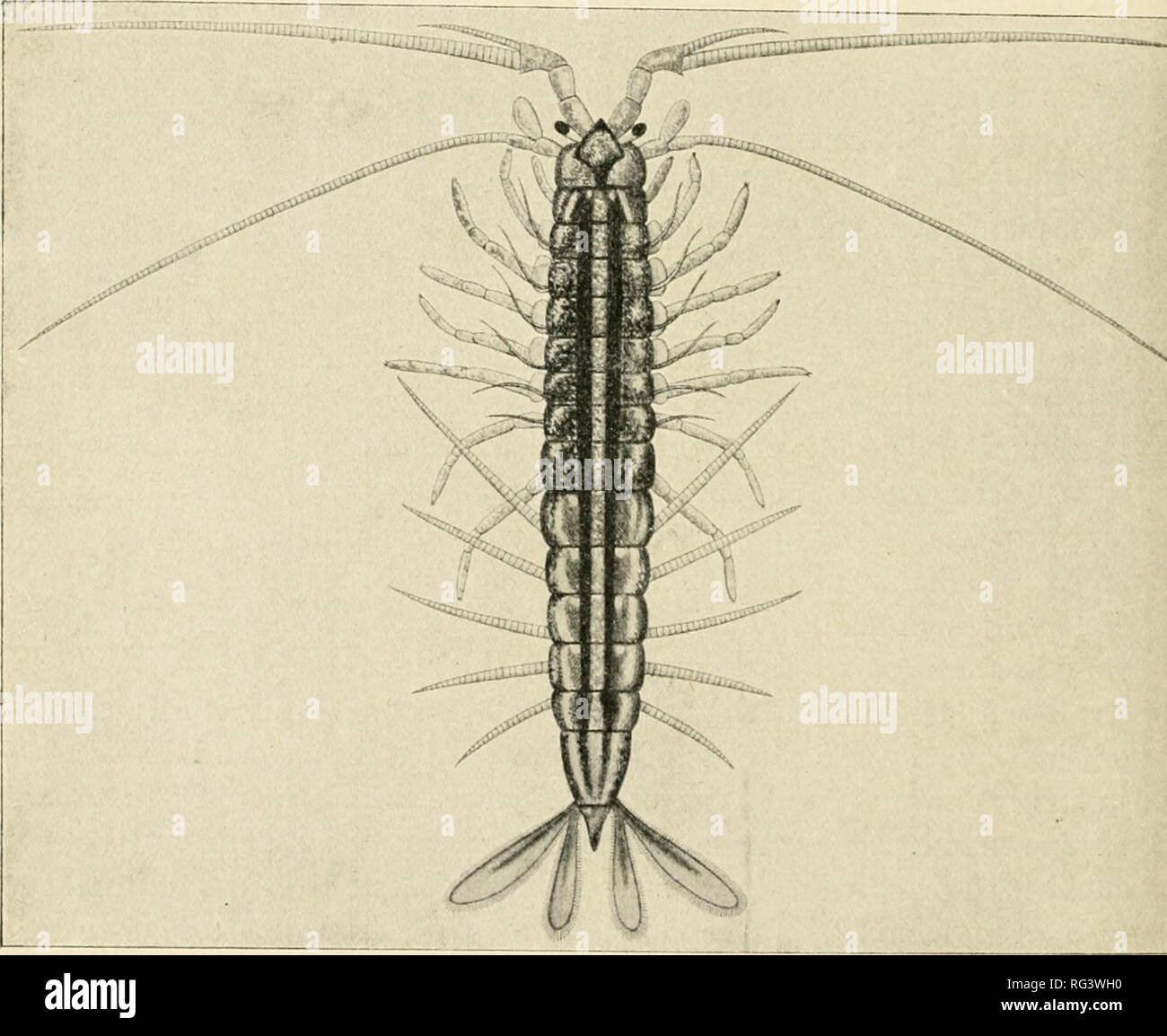 . The Cambridge natural history. Zoology. ii6 CRUSTACEA SYNCARIDA ...