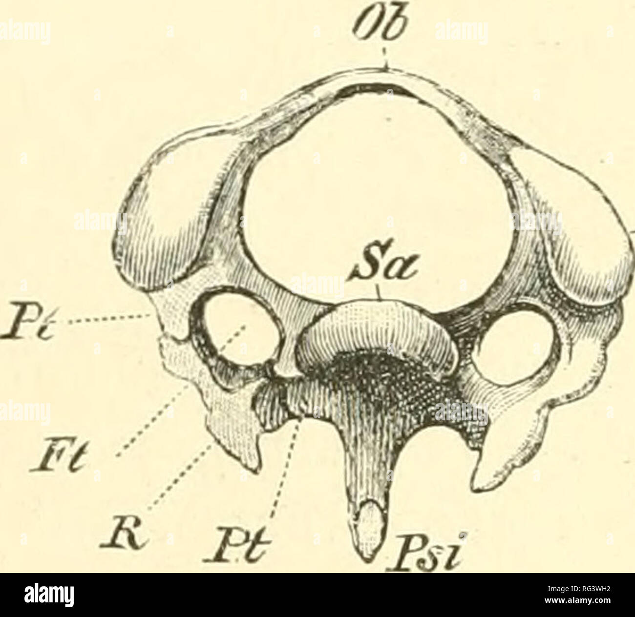 . The Cambridge natural history. Zoology. SKELETON. r-7& present a ...