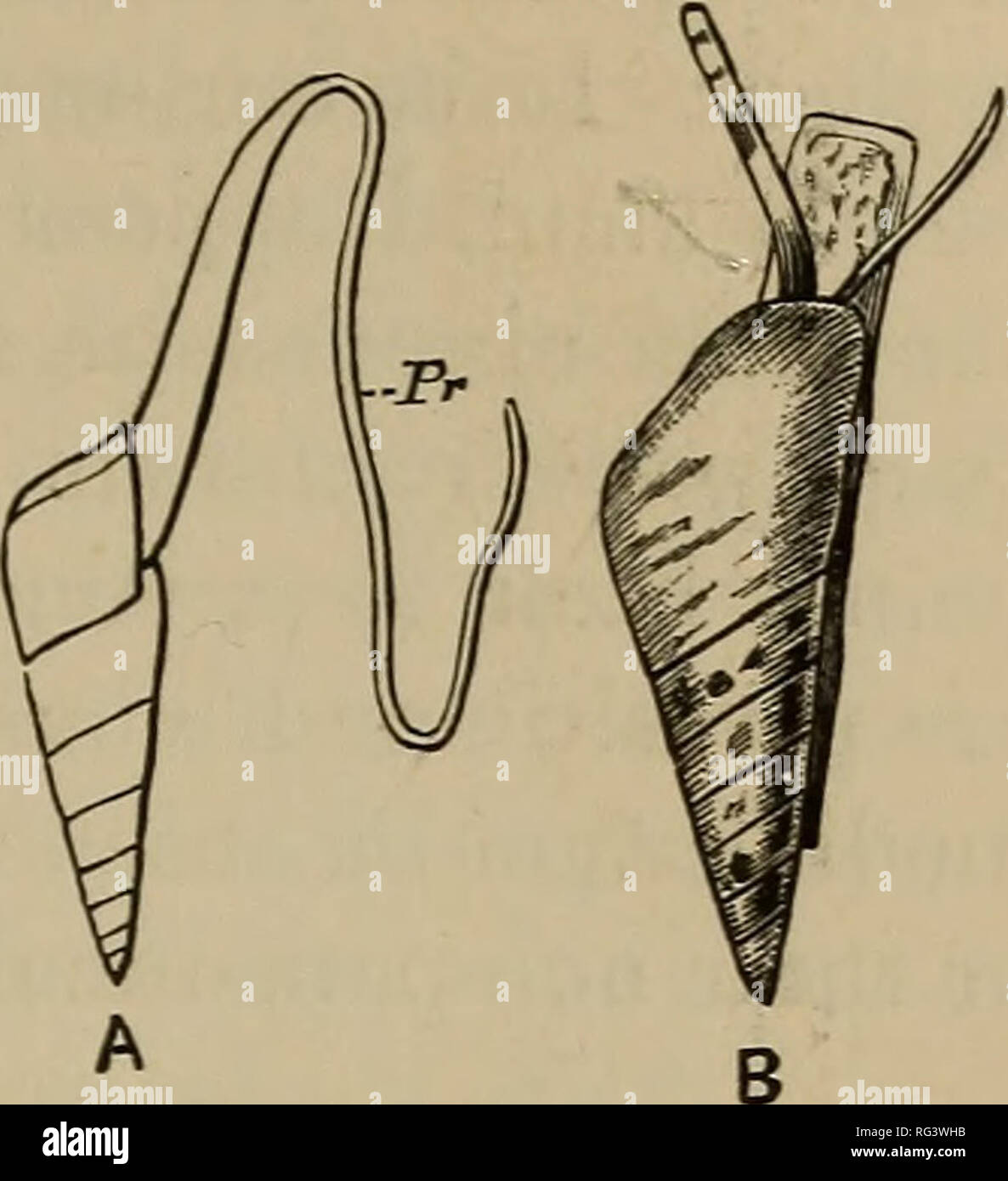 . The Cambridge natural history. Zoology. COLOUR OF PARASITIC MOLLUSC A ...