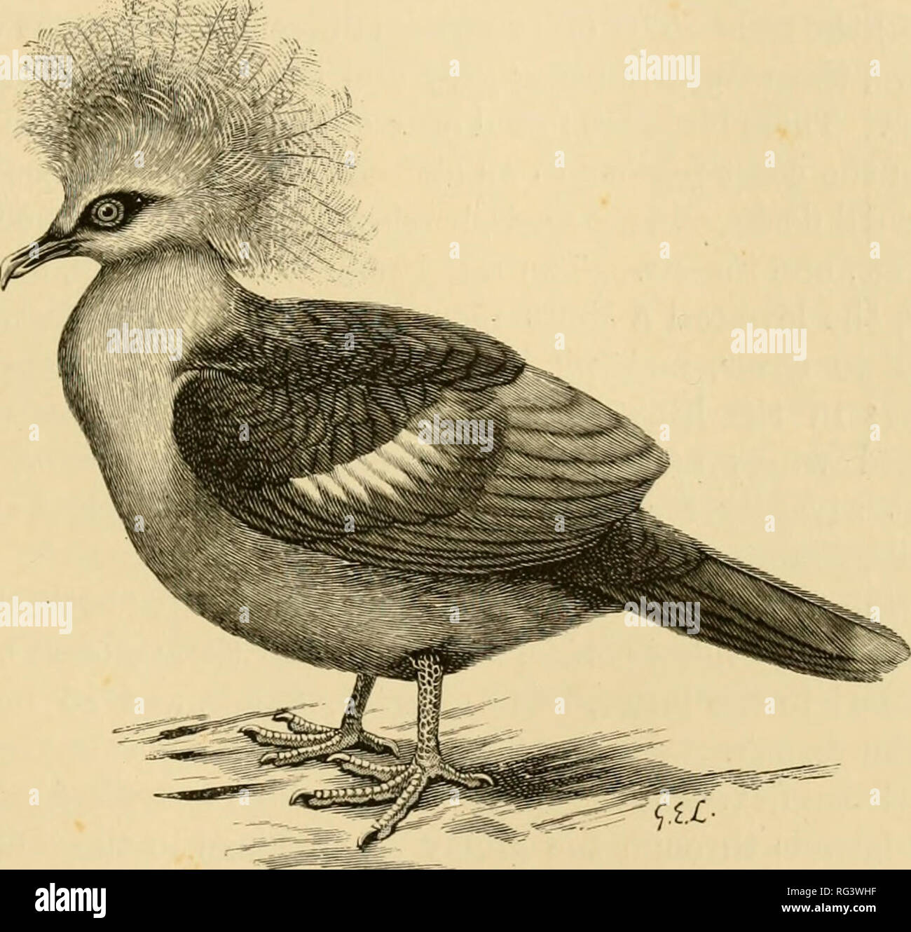 Tooth billed pigeon hi-res stock photography and images - Alamy