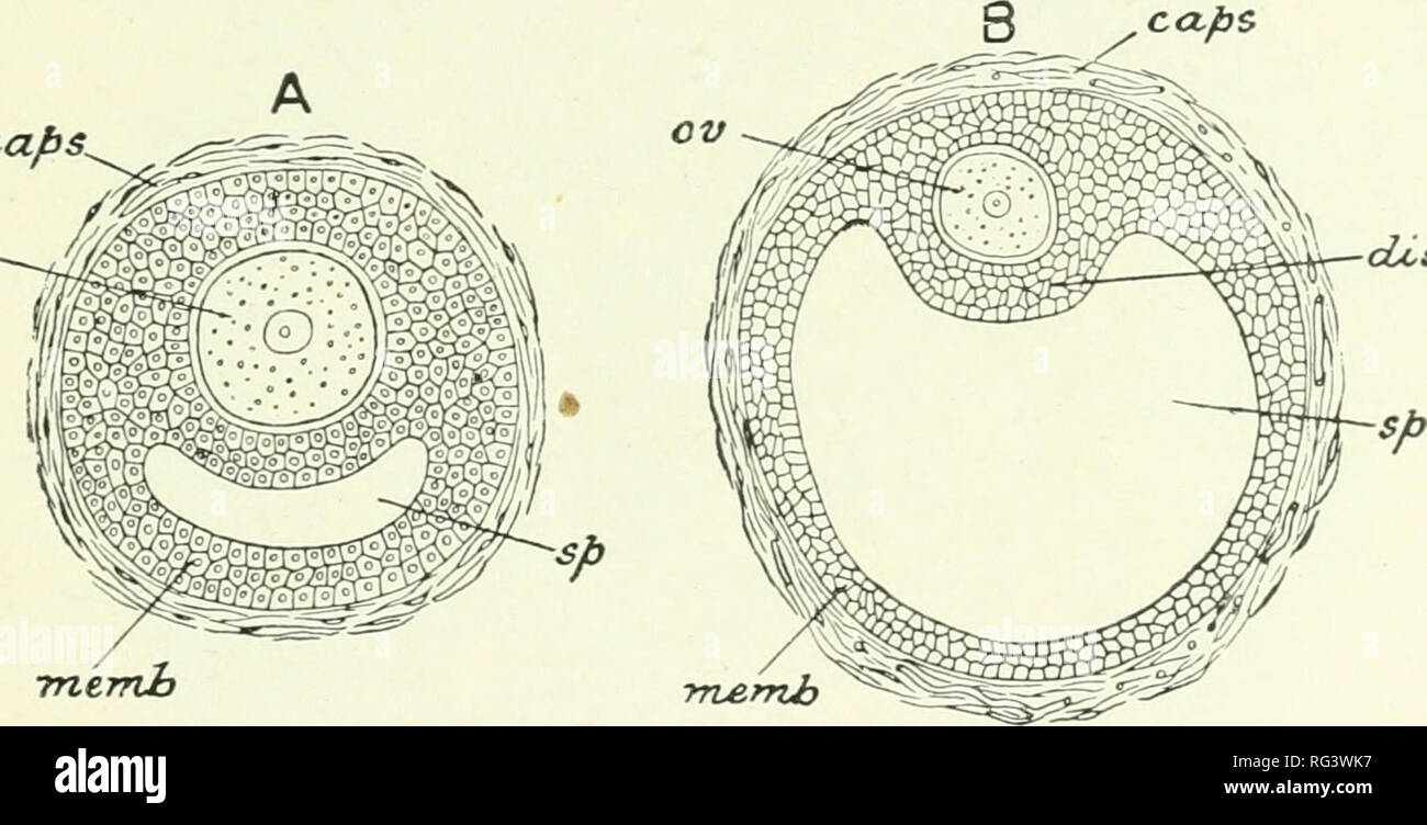. The Cambridge natural history. Zoology. DEVELOPMENT OF OVA Eutherian ...