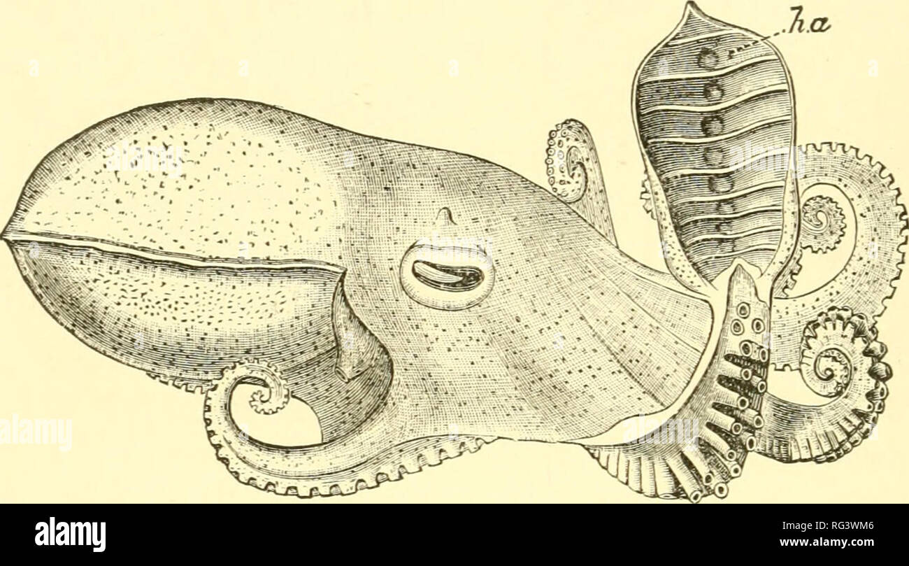 Short arm octopus hi-res stock photography and images - Alamy