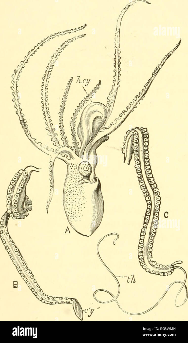 Tremoctopus hi-res stock photography and images - Alamy