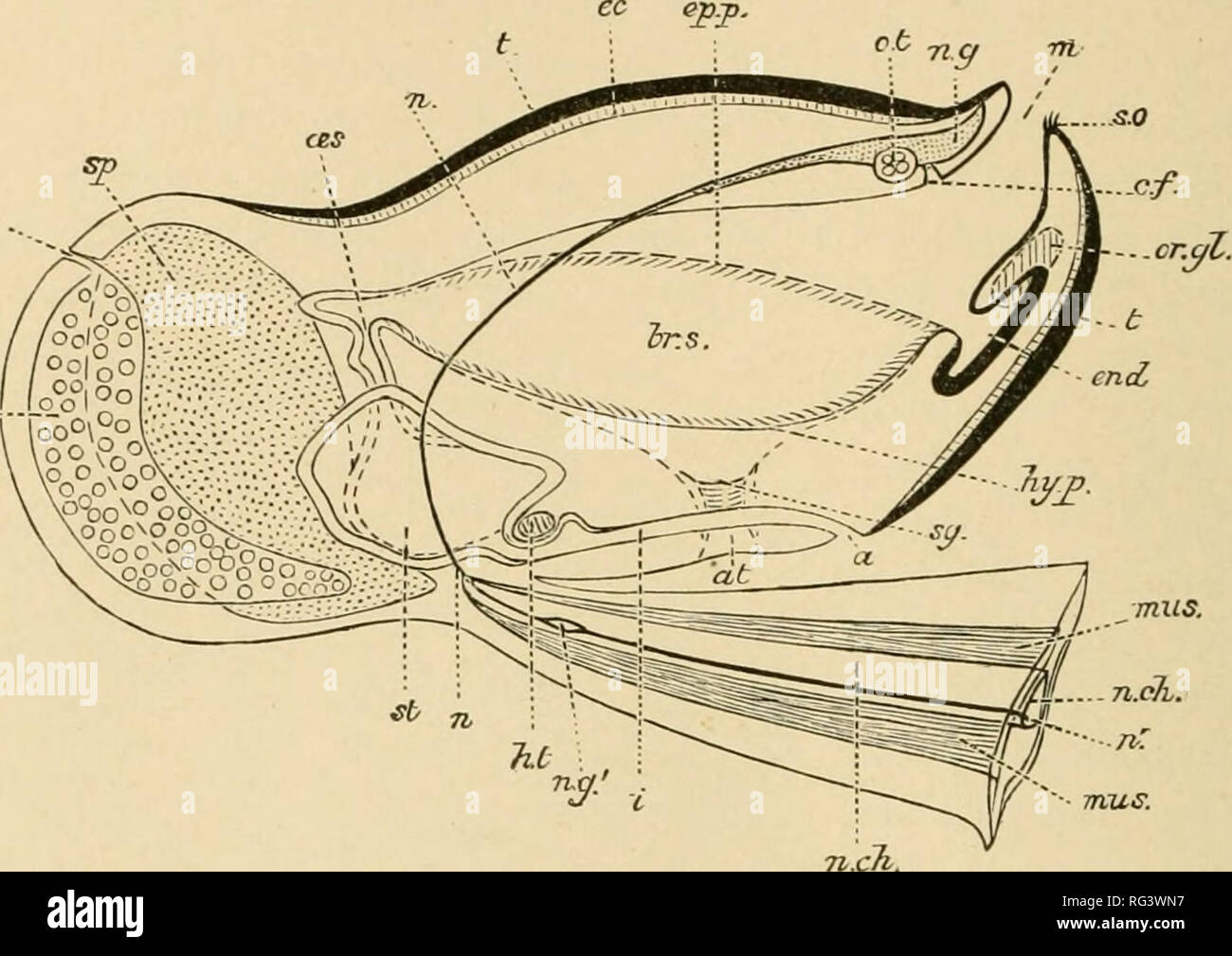 Appendicularians hi-res stock photography and images - Alamy