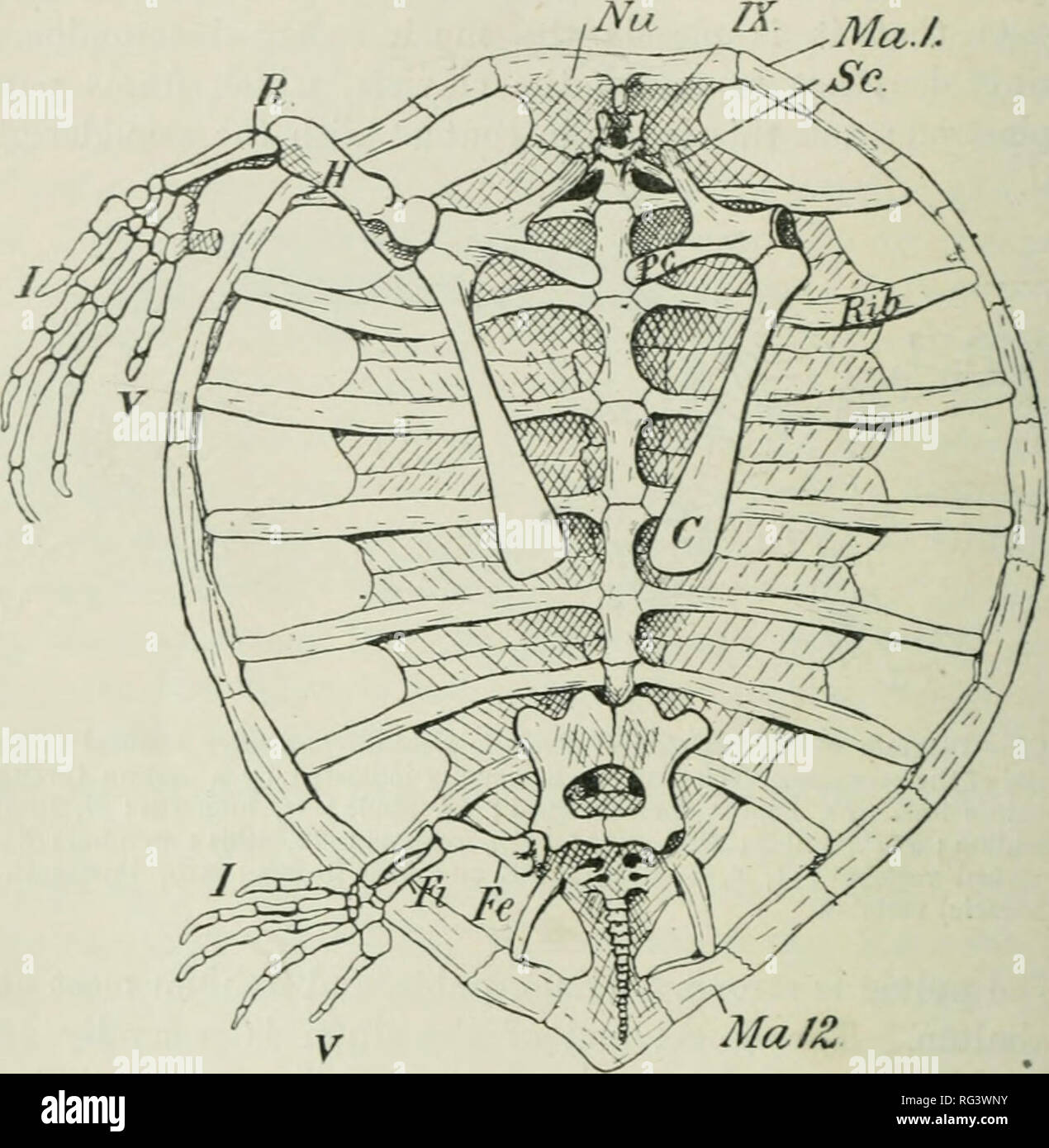 Pubic pubes hi-res stock photography and images - Alamy