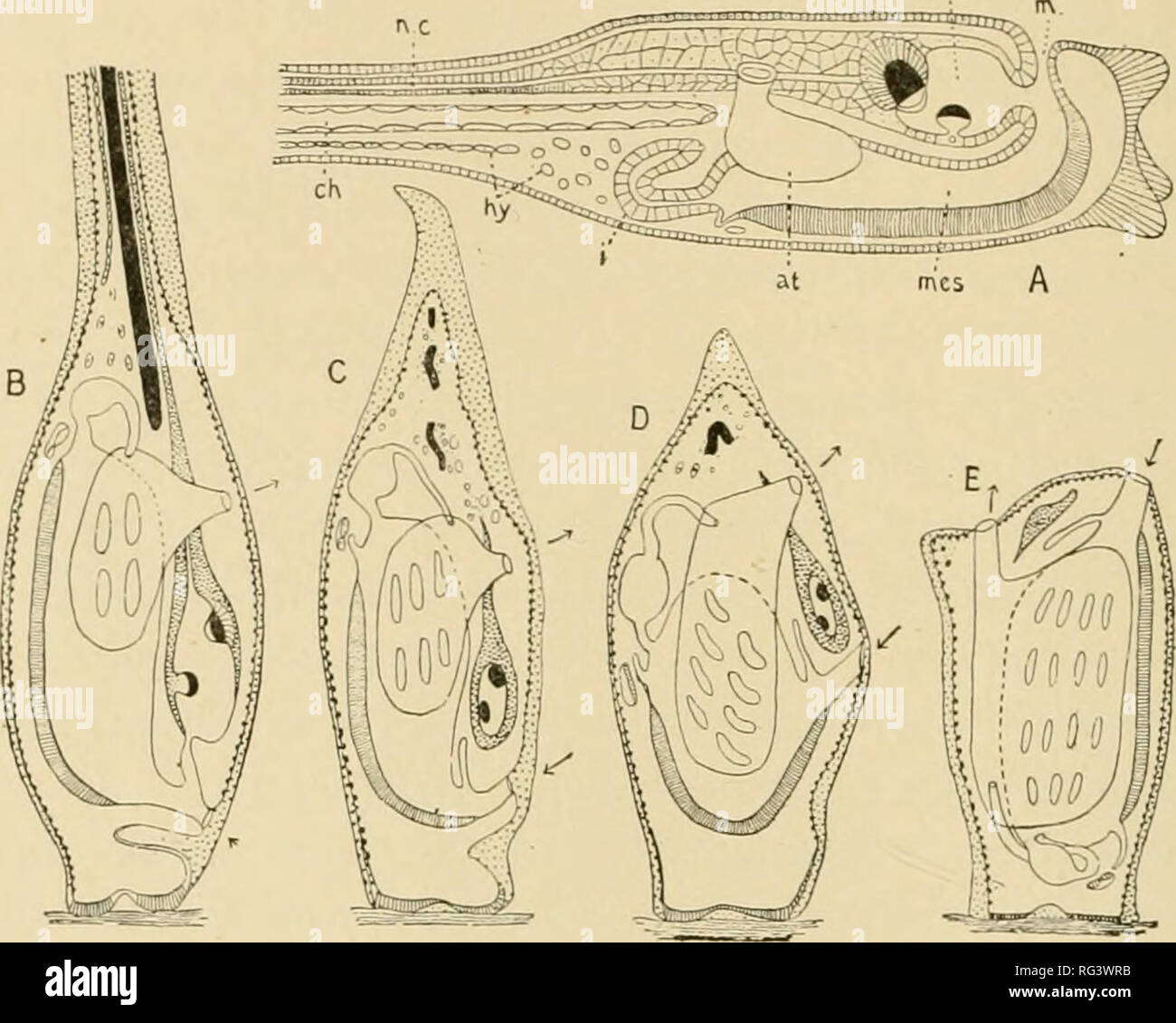 . The Cambridge natural history. Zoology. 6o ASCIDIANS has formed the ...
