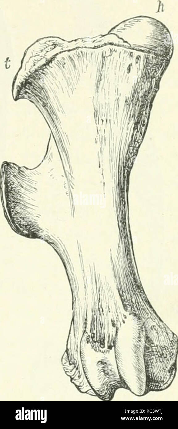 . The Cambridge natural history. Zoology. NUMBER OF TOES 43. the hind ...