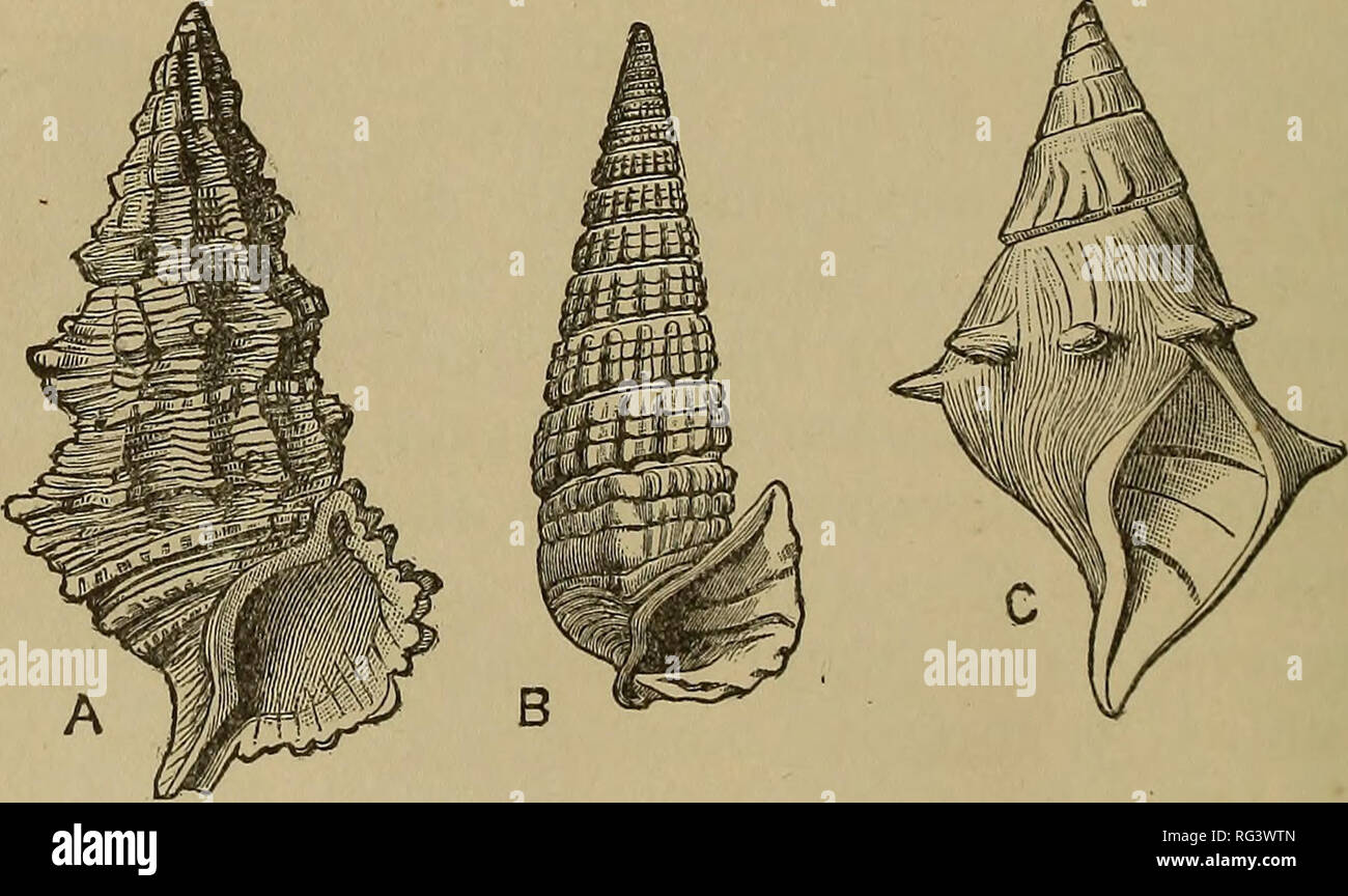 Genus columna hi-res stock photography and images - Alamy