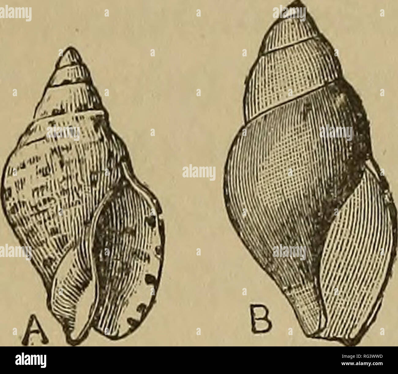 Operculate hi-res stock photography and images - Alamy