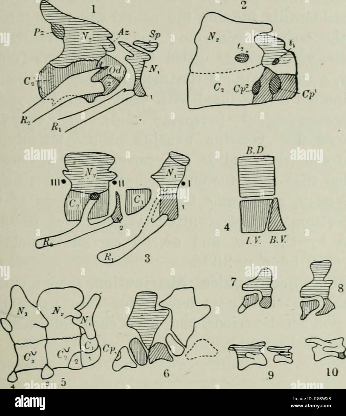 . The Cambridge natural history. Zoology. VERTEBRAL COLUMN 283 the ...