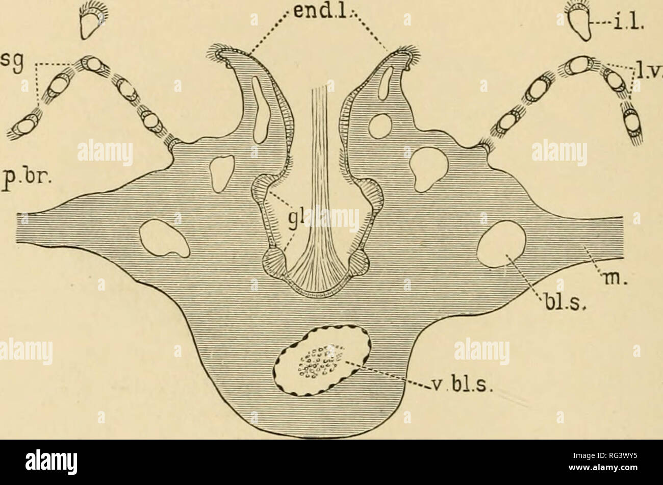 Ciliated tracts hi-res stock photography and images - Alamy