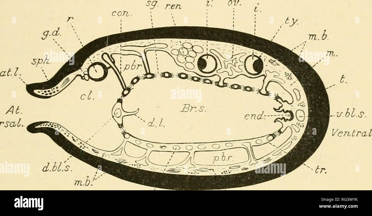 Mesenteron High Resolution Stock Photography and Images - Alamy