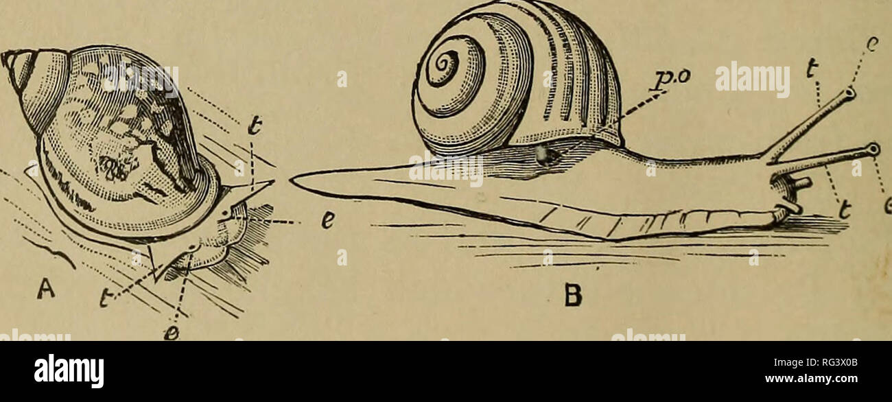 Common limnaea hi-res stock photography and images - Alamy