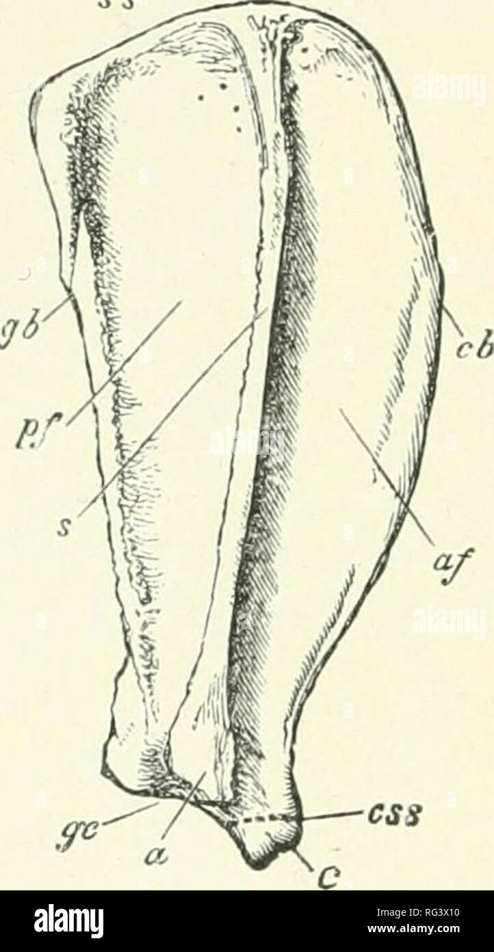 Scapula dog hi-res stock photography and images - Alamy